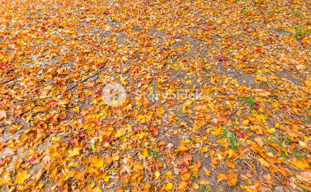 Autumnal forest ground with many fallen leaves with vibrant colors ...