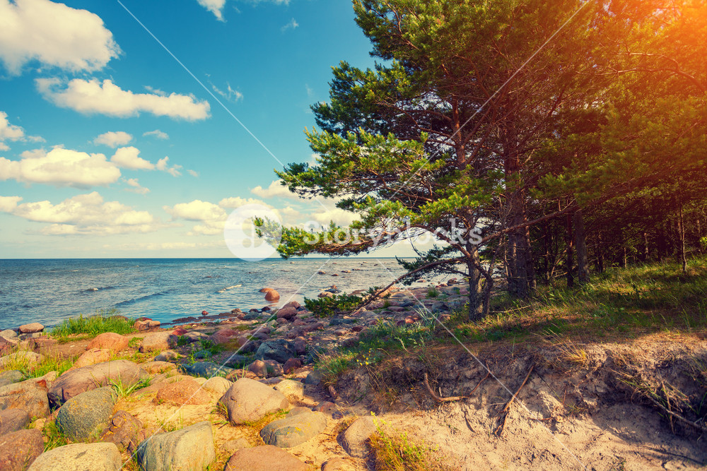 Baltic sea coast with pine trees Royalty-Free Stock Image - Storyblocks