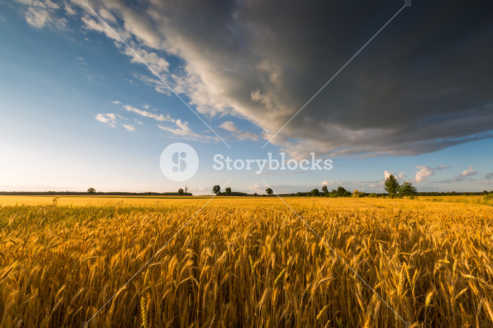 Beautiful landscape of sunset over corn field at summer. Beautiful ...