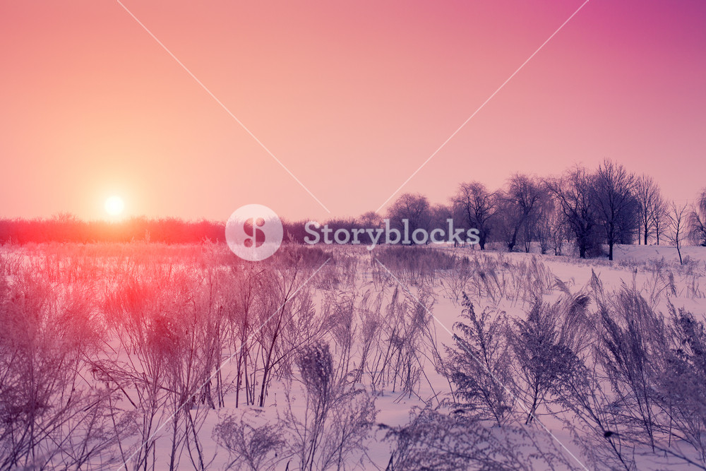 Beautiful winter pink sunset over snowy field Royalty-Free Stock Image ...