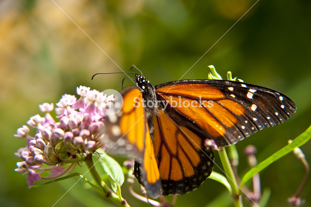 Butterfly Royalty-Free Stock Image - Storyblocks