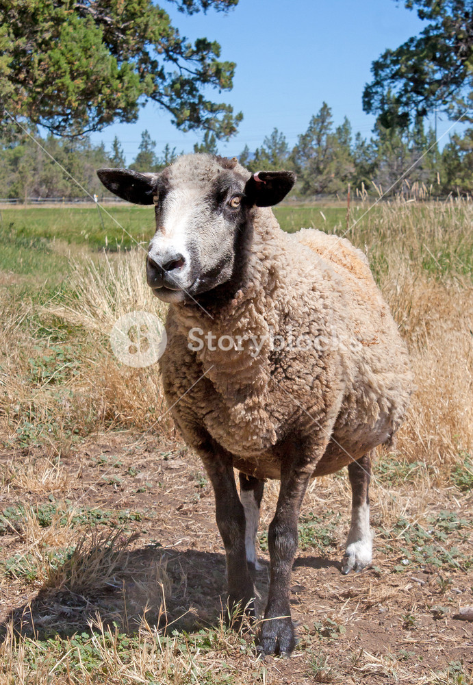 Colored Romeldale Sheep01 Royalty-Free Stock Image - Storyblocks