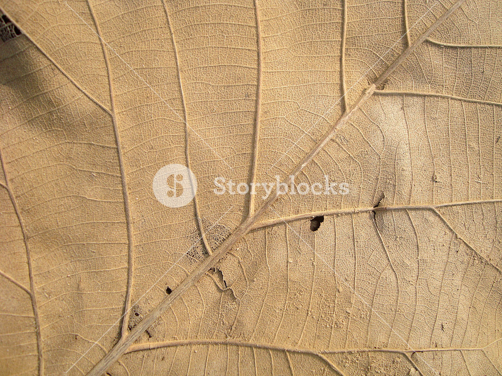 Dead Leaf Royalty-Free Stock Image - Storyblocks