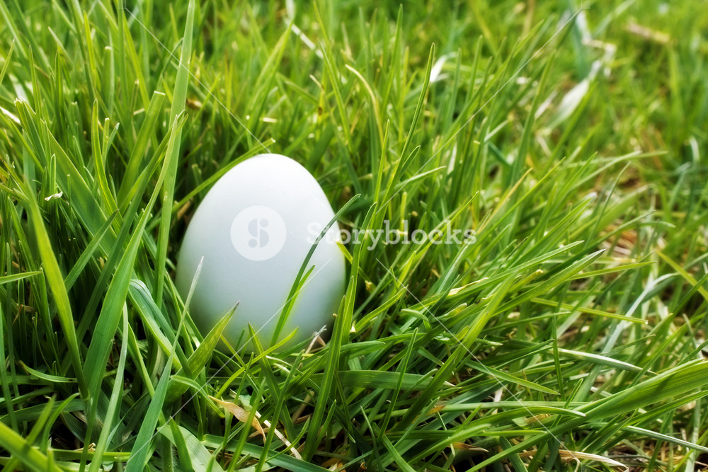 Egg In Grass Royalty-Free Stock Image - Storyblocks