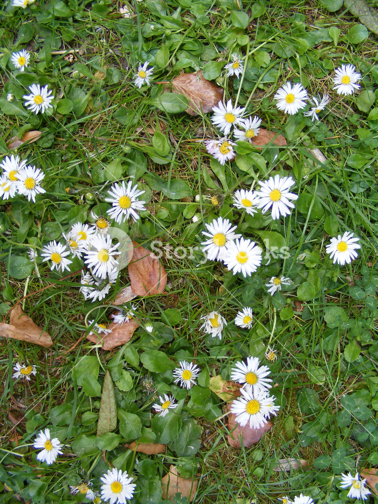 Foliage 2 Texture Royalty-Free Stock Image - Storyblocks