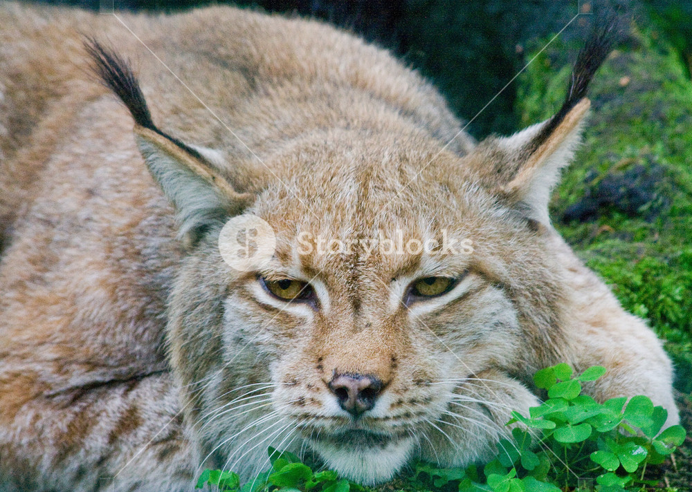 Lynx portrait. Animal face Royalty-Free Stock Image - Storyblocks