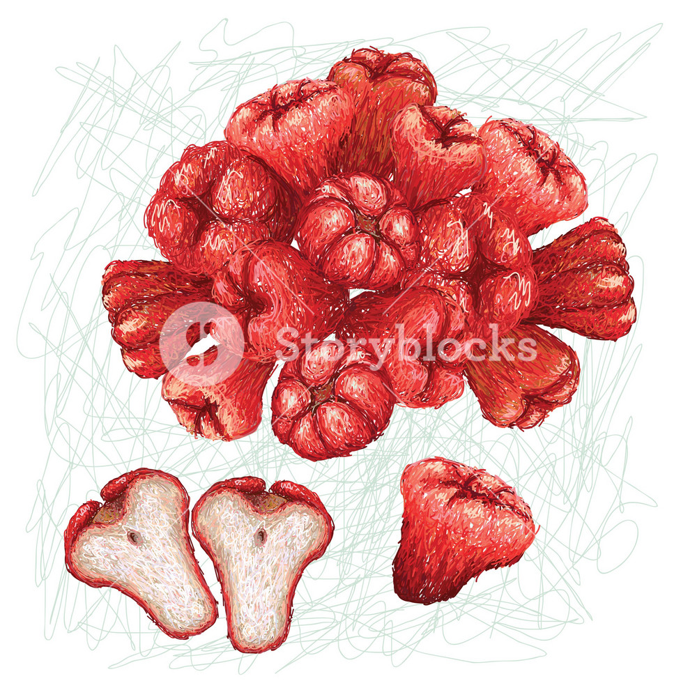 Makopa Royalty-Free Stock Image - Storyblocks