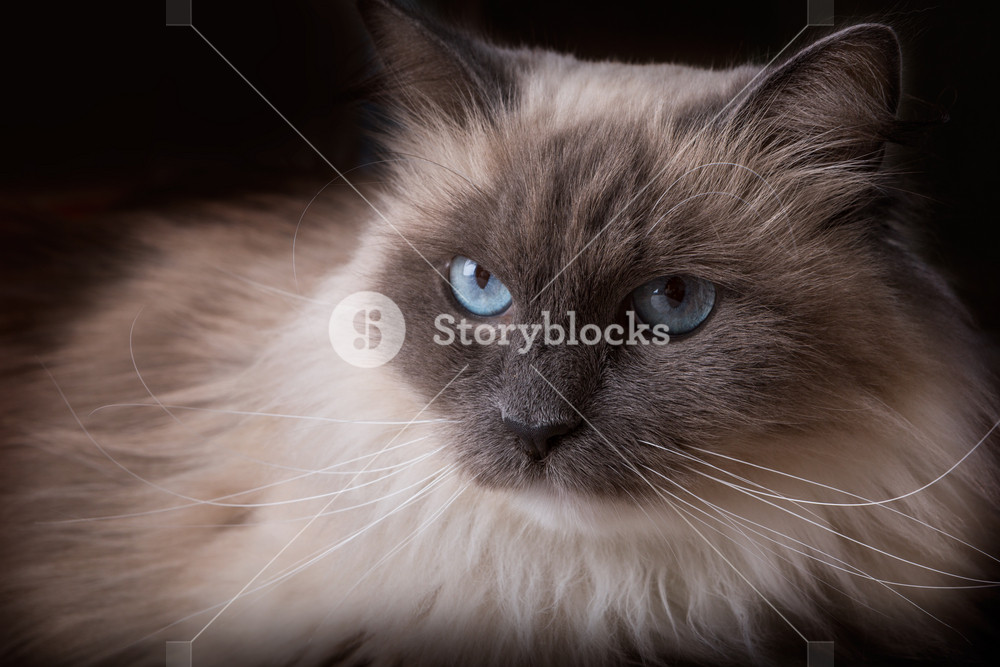 Gorgeous Neva Masquerade feline portrait. Purebred Siberian cat ...