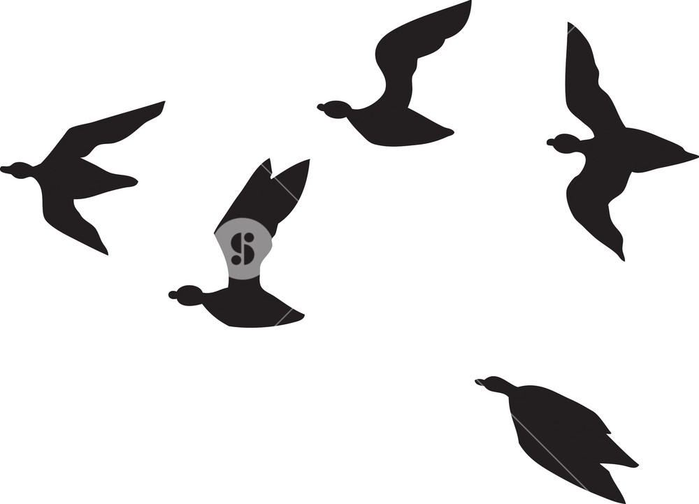 Vector Birds Royalty-Free Stock Image - Storyblocks
